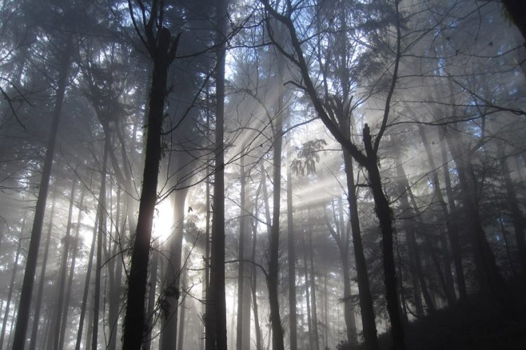 Portland Parks & Recreation Announces Forest & Washington Park Express ...
